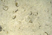 Texas Limestone - StonePly